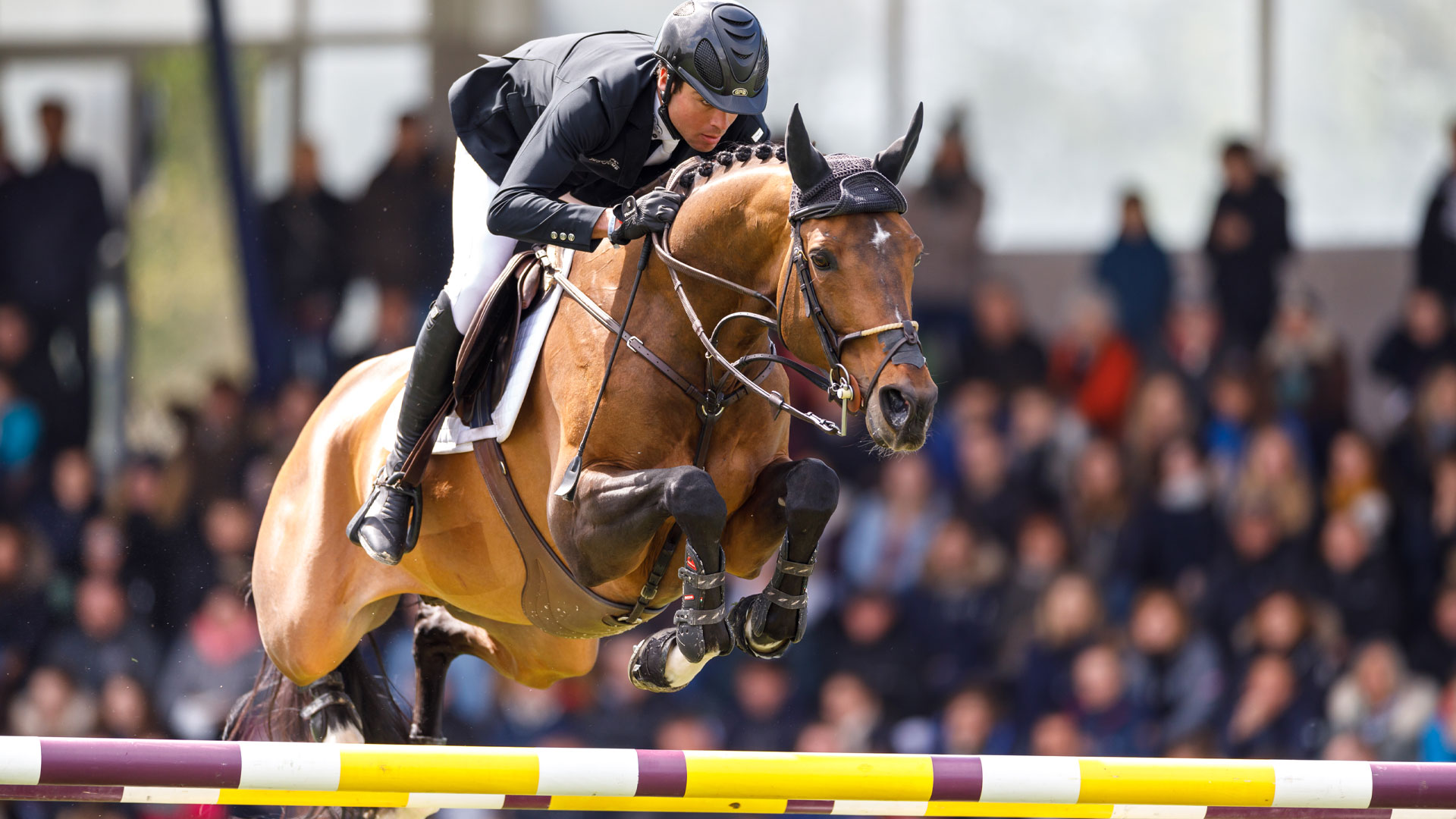 International showjumping - Tourism Office Touquet-Paris-Plage